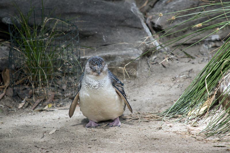 The Fairy Penguin Walked Down the Path Toward the Water Stock Photo ...