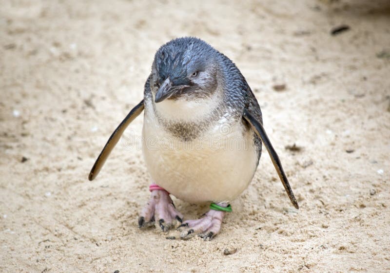 FA airy penguin stock image. Image of wing, bird, cute - 130504557