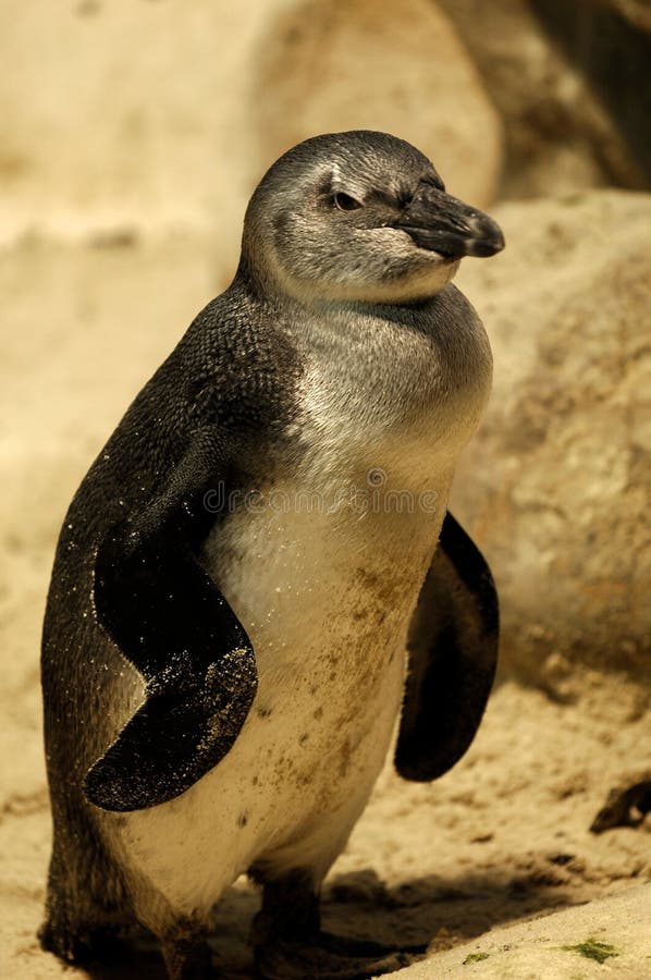 Baby african penguin chick stock image. Image of boulders - 12876895