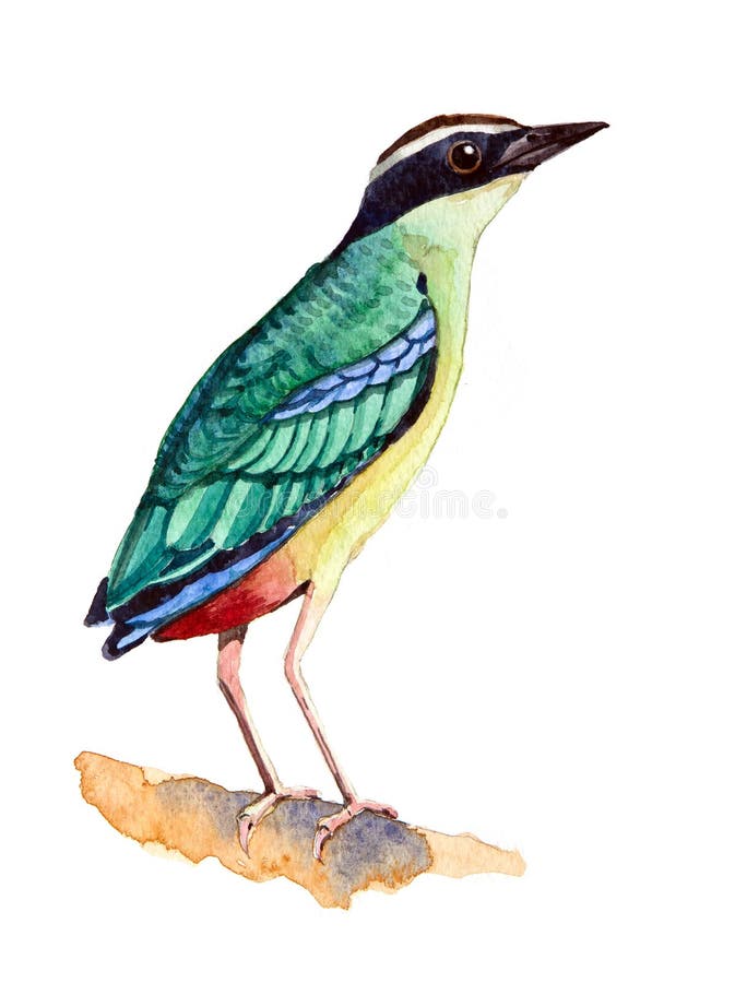 Fairy Pitta Stock Illustrations – 14 Fairy Pitta Stock Illustrations ...