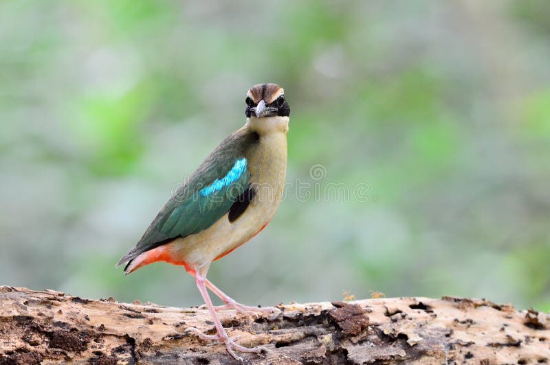 Fairy pitta bird stock image. Image of pitta, forest - 24814113