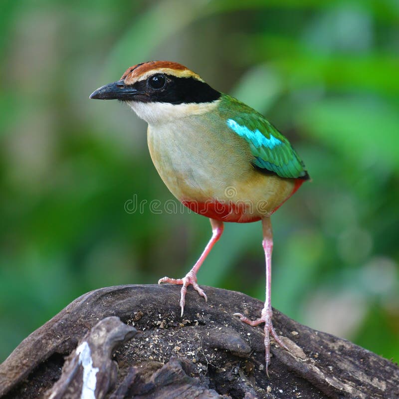 Fairy Pitta Bird stock image. Image of wing, beak, perch - 269803765