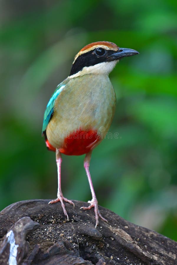 Fairy Pitta Bird stock photo. Image of beauty, color - 269803772