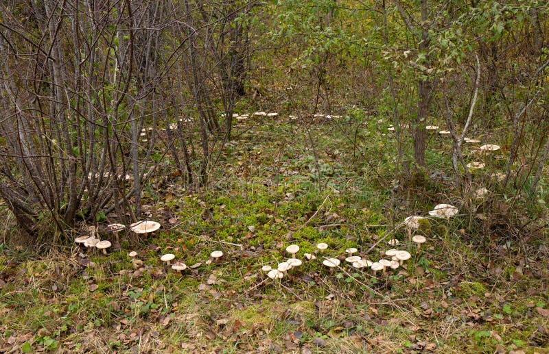 A Fairy Ring, Also Known As Fairy Circle, Elf Circle, Elf Ring or Pixie ...