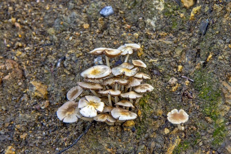 Fairy Ring Champignon - Marasmius Oreades Stock Photo - Image of ...