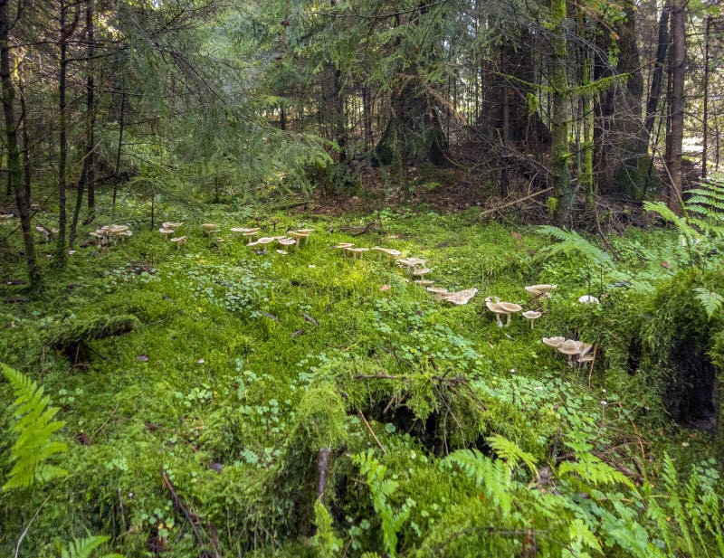 Fairy ring in a forest stock photo. Image of botany - 196396666