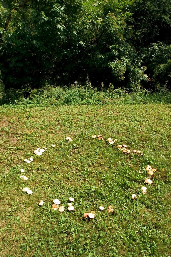 Fairy Ring, Mushrooms Growing in a Circle Stock Photo - Image of ...