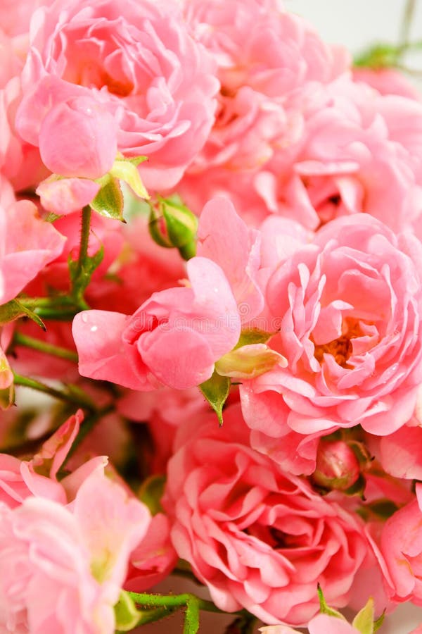 The Fairy rose stock photo. Image of pretty, green, harmony - 26315594