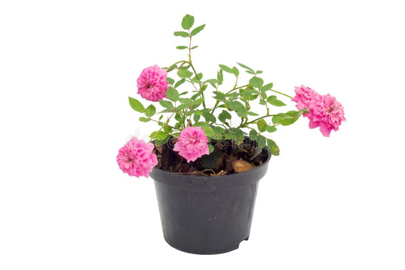 Fairy rose stock image. Image of fairy, beauty, floribunda - 58829797