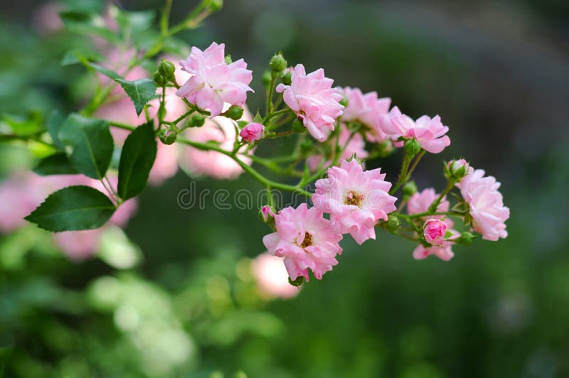 The Fairy Roses with Delicate Pink Flowers in Full Bloom Highlighted by ...