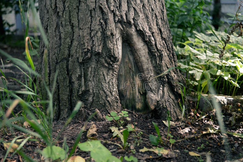 Fairy Scene with Elf Door in Tree Trunk Stock Photo - Image of summer ...