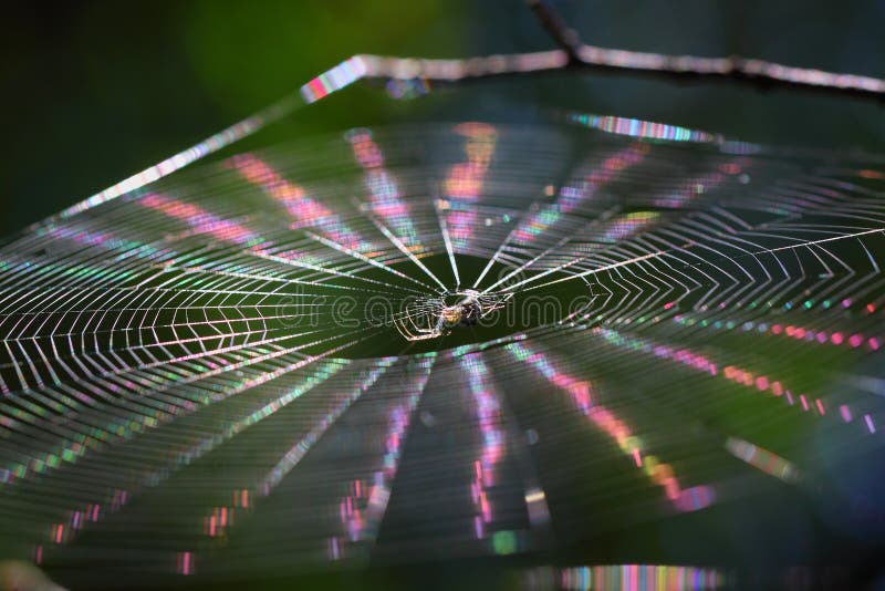 Fairy stock image. Image of spider, insect, magic, fantasy - 51337985