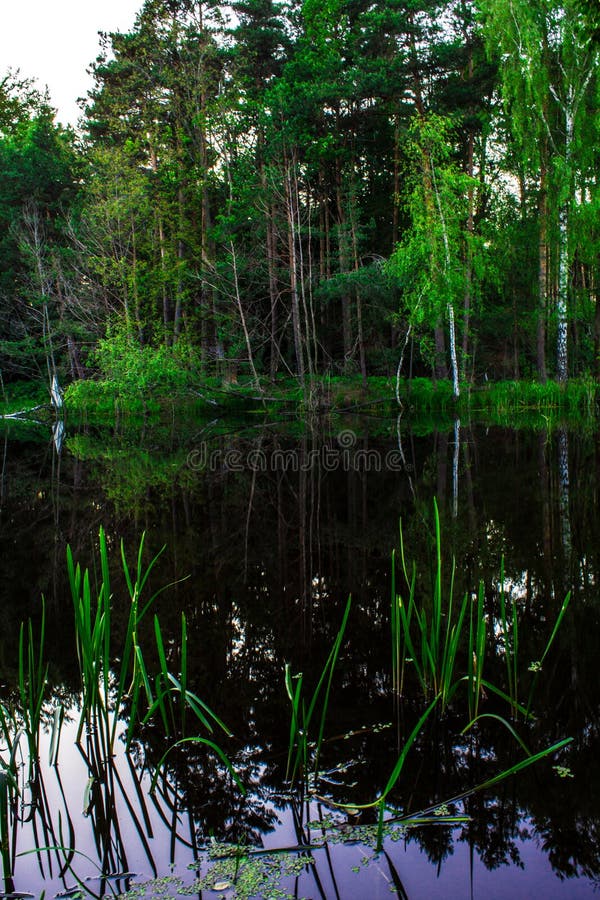 Fairy-tale Lake in the Forest. Background. Nature Stock Photo - Image ...