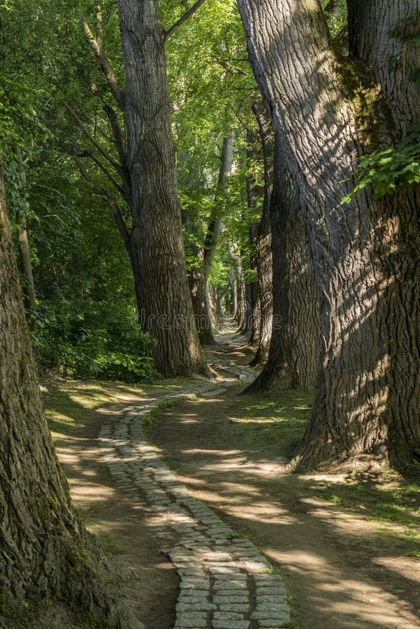 Fairy Tale Path in a Forest with Sun Shining through Stock Image ...