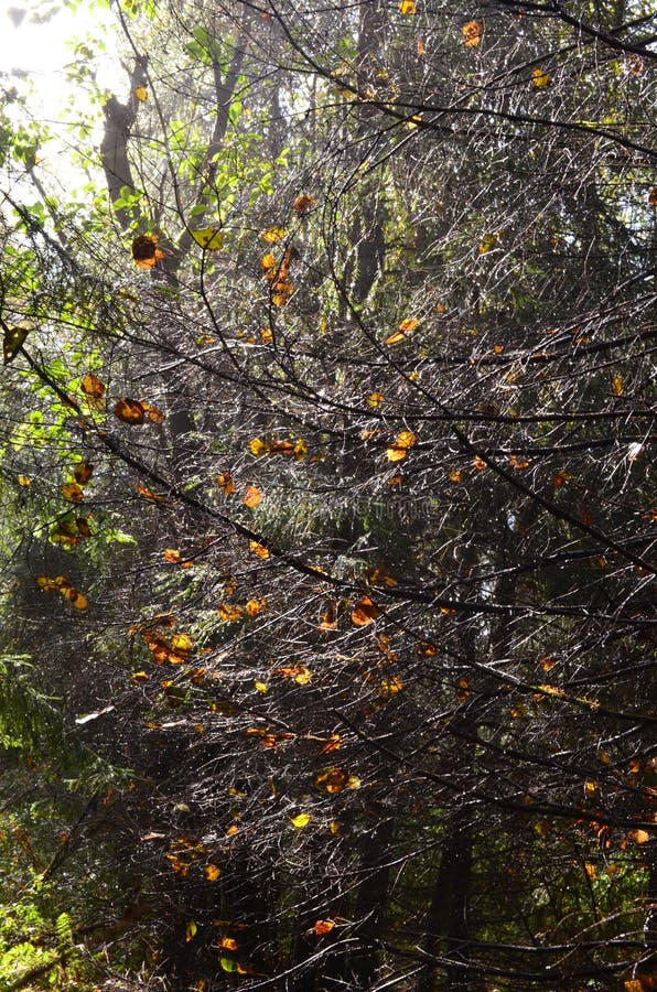 Fairy Tales of the Autumn Forest. Stock Image - Image of jungle, soil ...