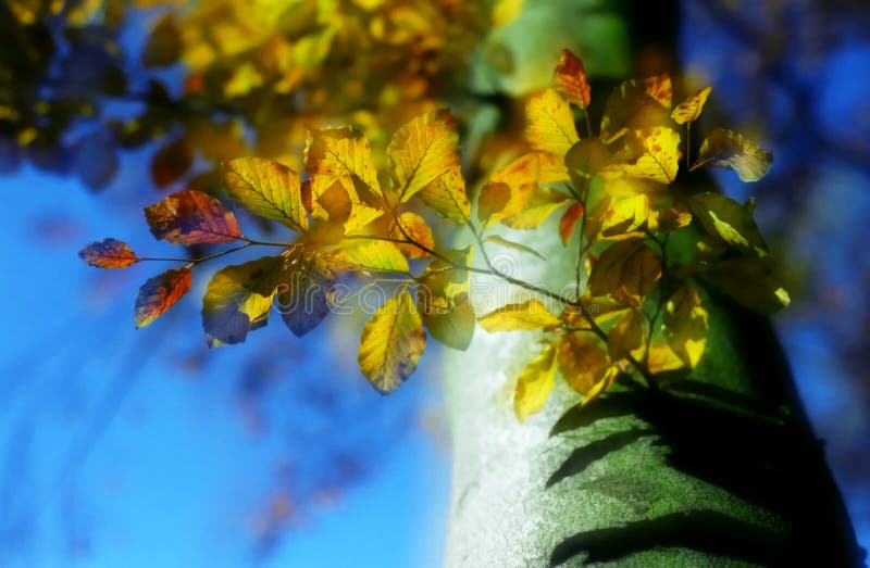 Fairy tree branch stock image. Image of seasonal, background - 4799555