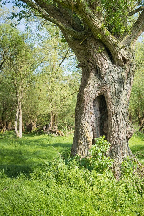 Fairylike hollow tree stock image. Image of large, natural - 39737097