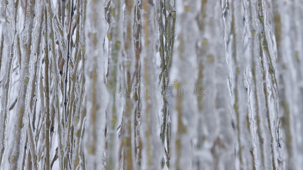 Fairytale Background of Icy Willow Tree Branches Outdoors. Selective ...
