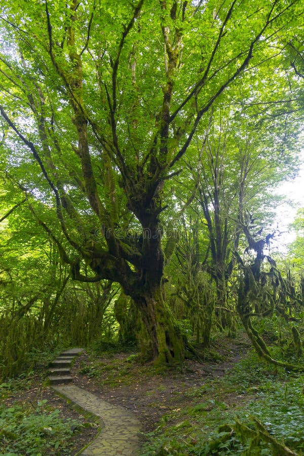 818 Wild Boxwood Stock Photos - Free & Royalty-Free Stock Photos from ...