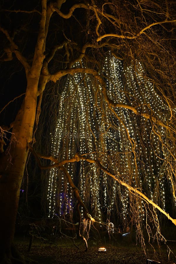 Fairytale Lighting Decorations in Christmas Garden Berlin Germany. Tree ...