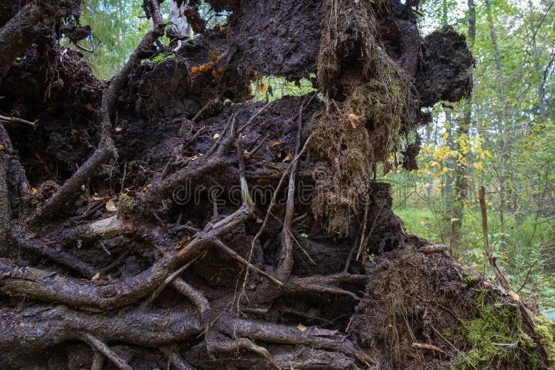 Fairytale Roots of a Large Fallen Tree, Filmed Close-up Stock Photo ...