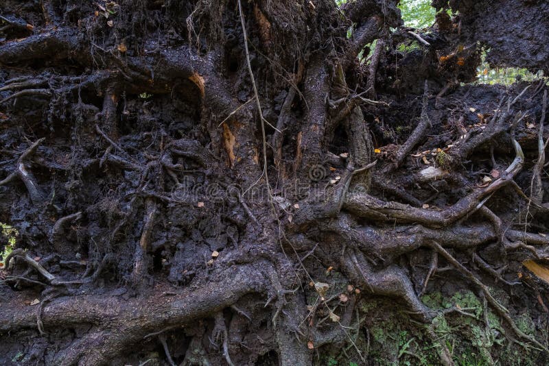 Fairytale Roots of a Large Fallen Tree, Filmed Close-up Stock Image ...