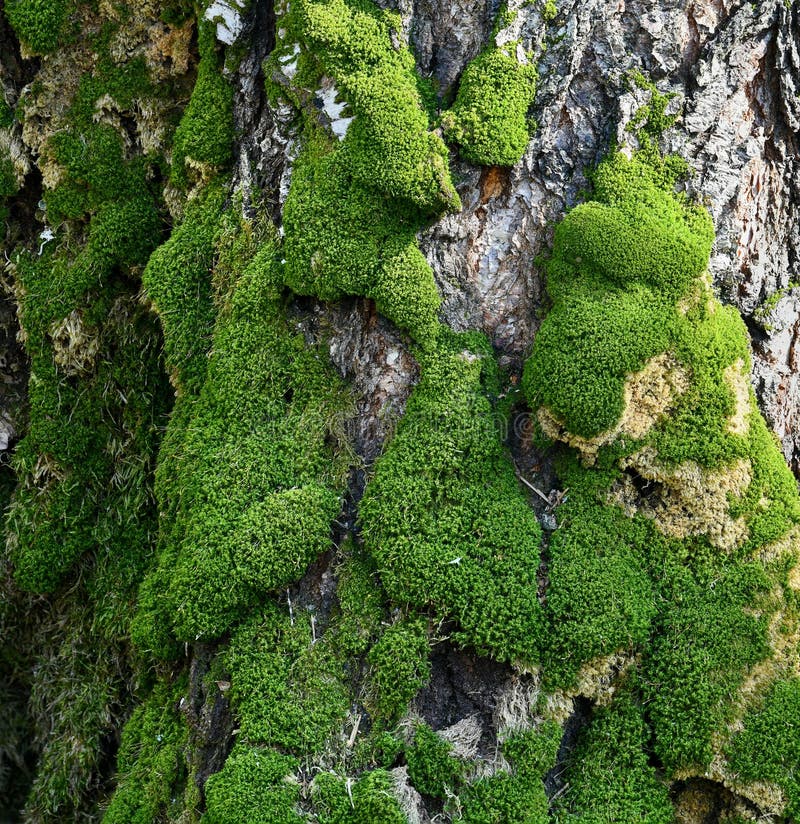 Fairytale Spring Forest. Soft Moss on a Birch Trunk Stock Image - Image ...