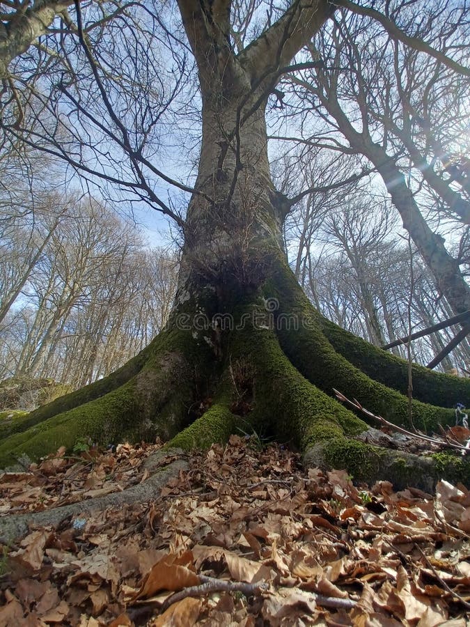 Fairytale View of the Big Tree with Roots Covered with Moss Stock Photo ...