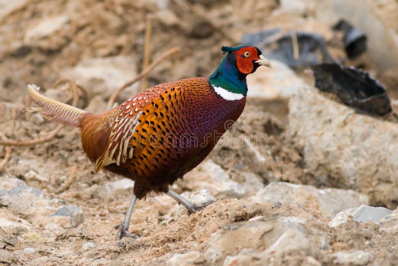 Faisán foto de archivo. Imagen de bosque, rojo, cierre - 4581702