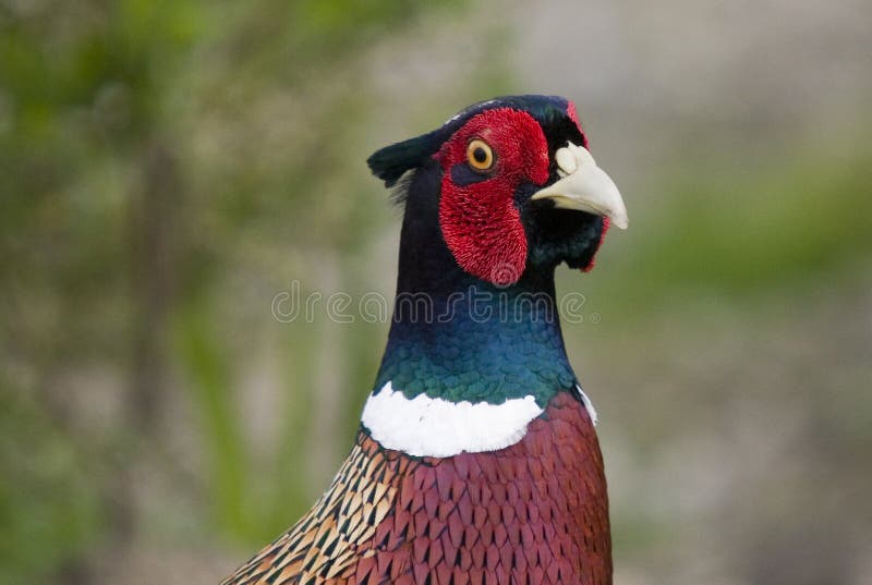 Faisán apenado imagen de archivo. Imagen de rojo, pico - 347837