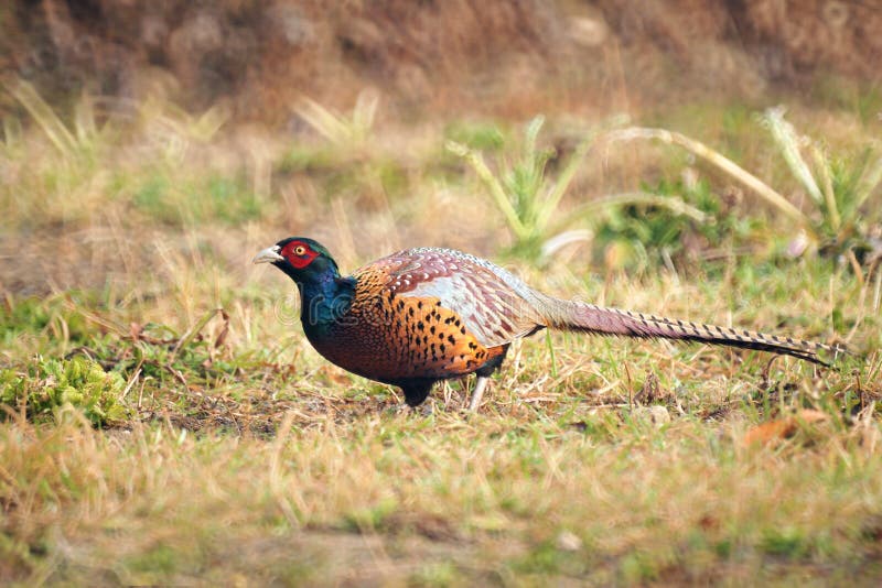 Faisán común foto de archivo. Imagen de animales, vivo - 42121652