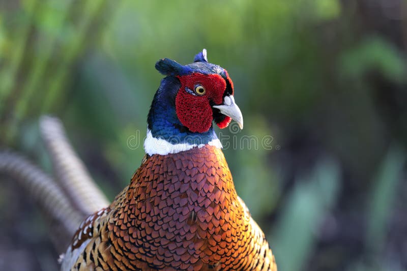 Faisán Común, Colchicus Del Phasianus Imagen de archivo - Imagen de ...