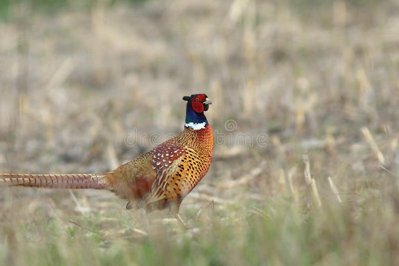 Faisán del gallo del vuelo foto de archivo. Imagen de iowa - 42726144