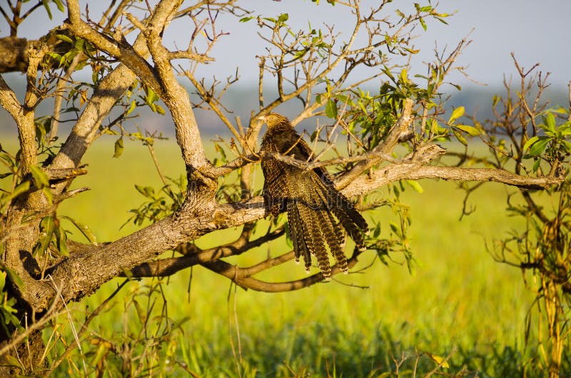 Faisán Coucal imagen de archivo. Imagen de fauna, territorio - 17702379