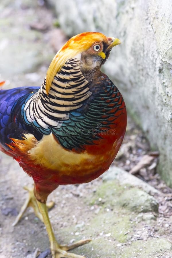 Faisán rojo chino o de oro foto de archivo. Imagen de raro - 19698604
