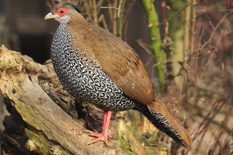 Faisán de plata foto de archivo. Imagen de pollo, animal - 42121012