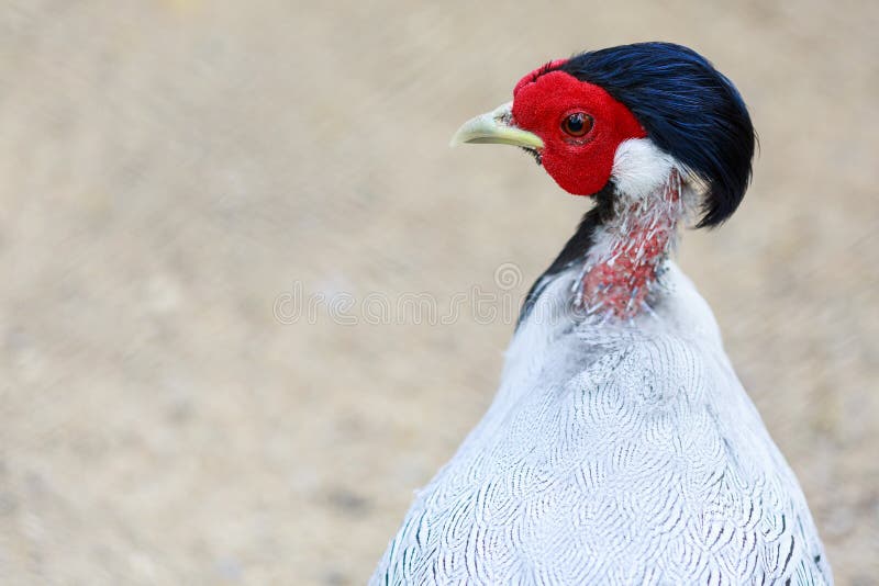 Faisán de plata imagen de archivo. Imagen de hermoso - 39811947