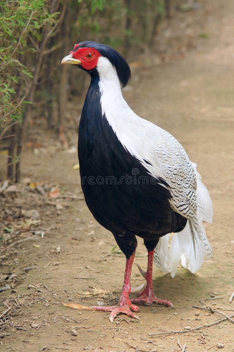 906 El Pájaro De Plata Del Faisán Fotos de stock - Fotos libres de ...