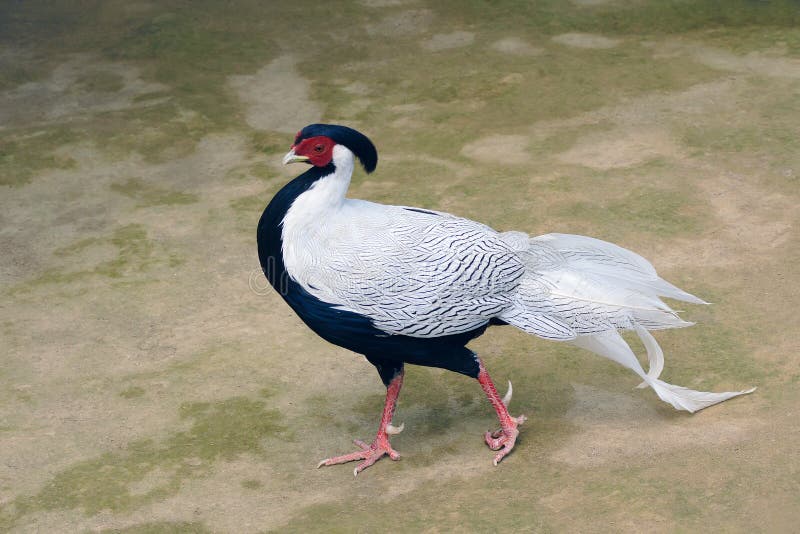 Faisán de plata foto de archivo. Imagen de pollo, animal - 42121012