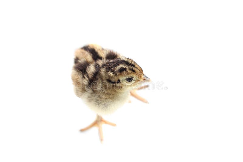 Faisán Del Bebé Aislado En Blanco Imagen de archivo - Imagen de ...