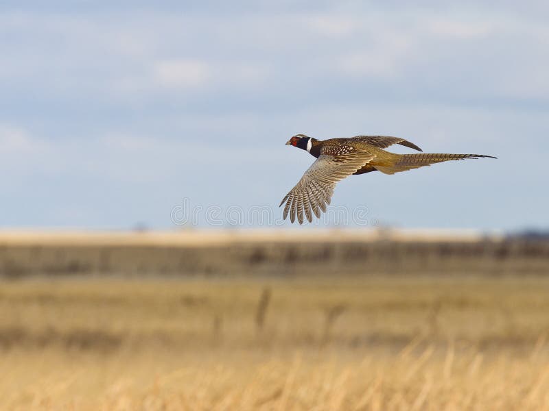 Faisán del gallo del vuelo foto de archivo. Imagen de iowa - 42726144