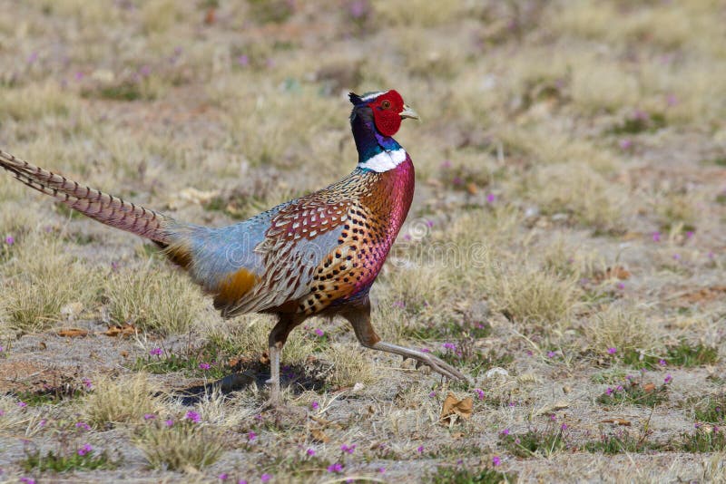 Gallo Del Faisán De Ringnecked Foto de archivo - Imagen de aviar, cubo ...