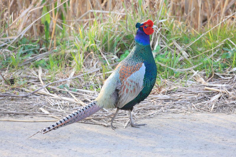 Faisán verde japonés imagen de archivo. Imagen de fauna - 39397917