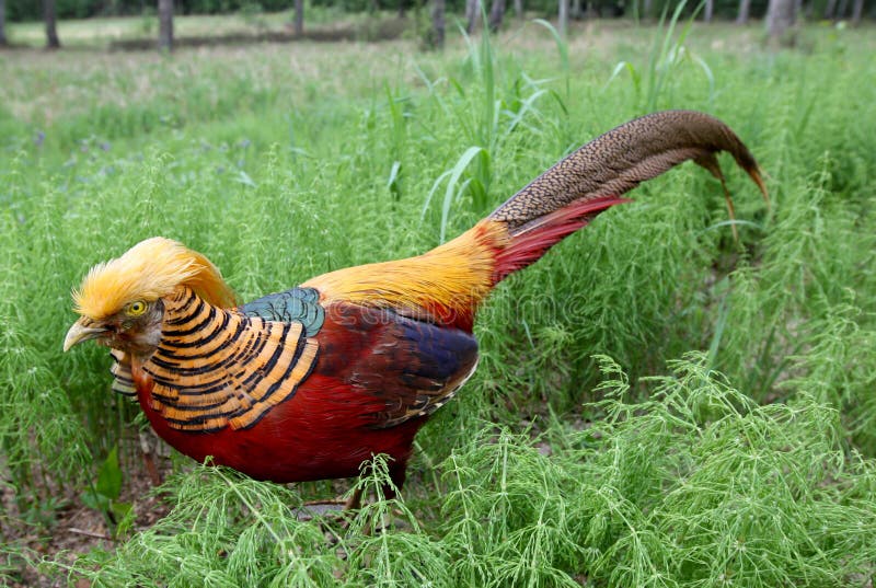Faisán rojo chino o de oro foto de archivo. Imagen de cola - 19698604