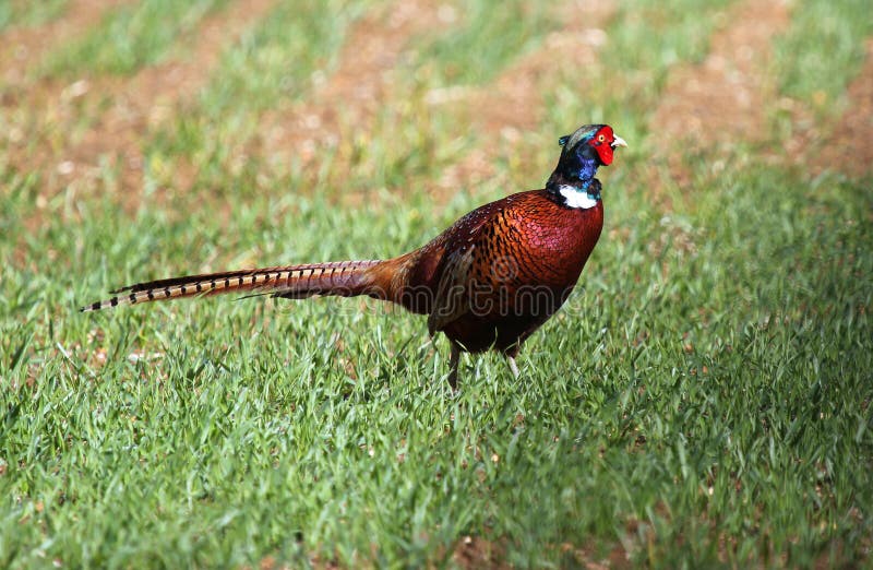 Faisán Salvaje Del Gallo (colchicus Del Phasianus) Foto de archivo ...