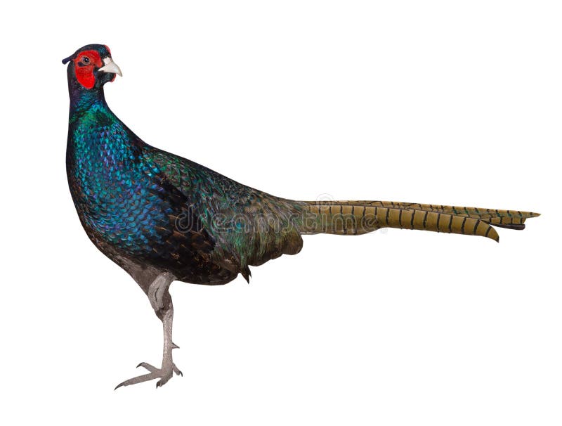 Faisán verde foto de archivo. Imagen de fondo, japonés - 90880702