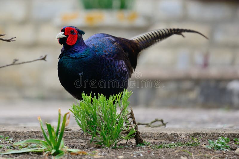 Faisão Azul Que Anda Através Do Jardim Foto de Stock - Imagem de ...