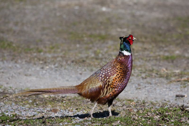 Faisans Communs Masculins, Colchicus De Phasianus, Montrant Devant Au ...