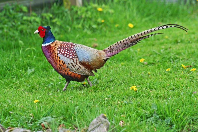 Faisane femelle photo stock. Image du vert, faisan, oiseau - 9285008
