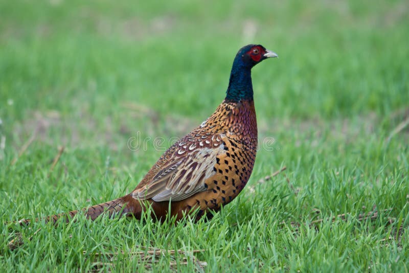 Faisan (colchicus De Phasanus) Photo stock - Image du forêt, chasseur ...